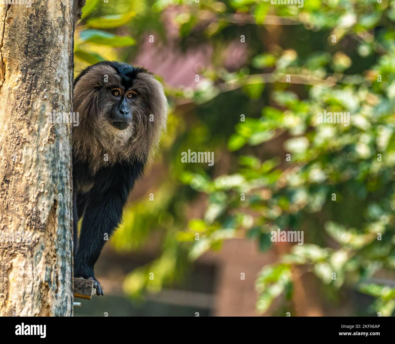 A Lion Head Monkey hidden behind a tree Stock Photo - Alamy