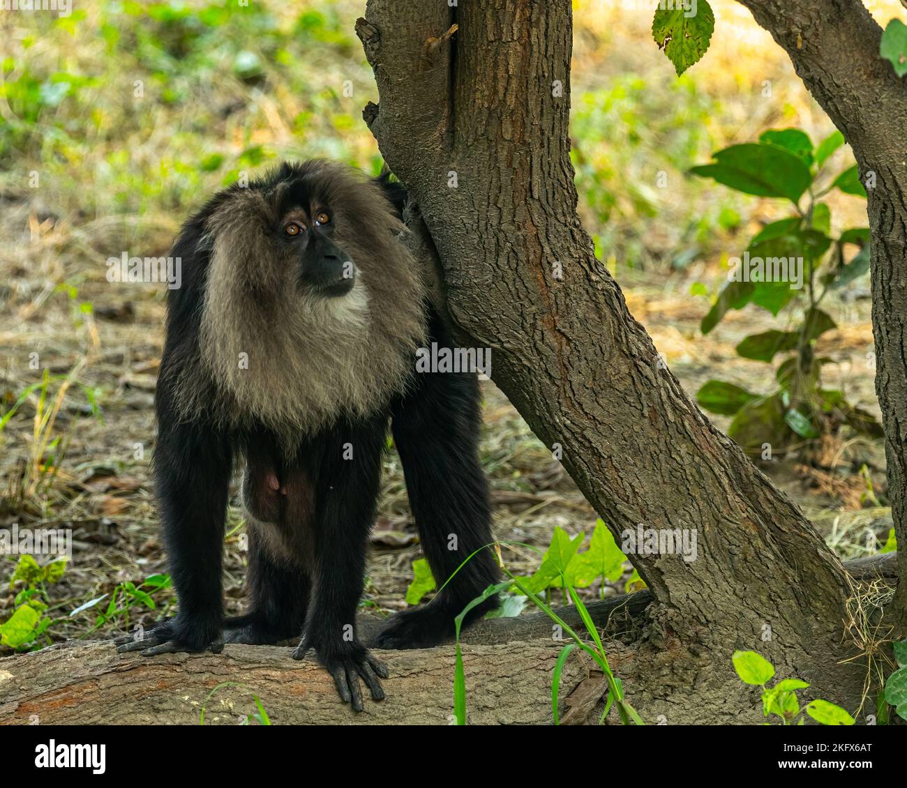 A Lion Head Monkey looking up in the tree Stock Photo - Alamy