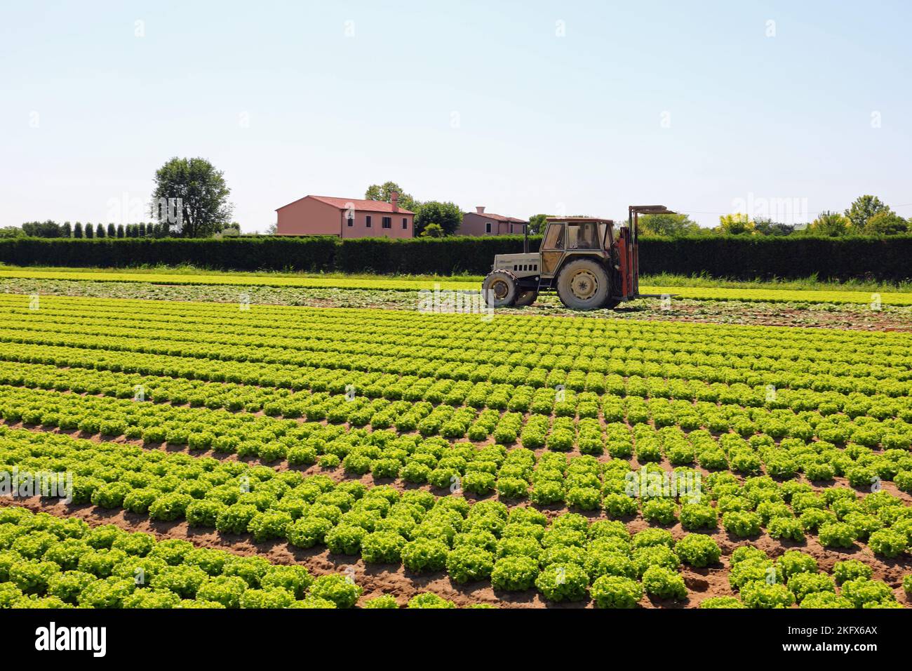 tractor with large wheels on the cultivated field for sowing and ...