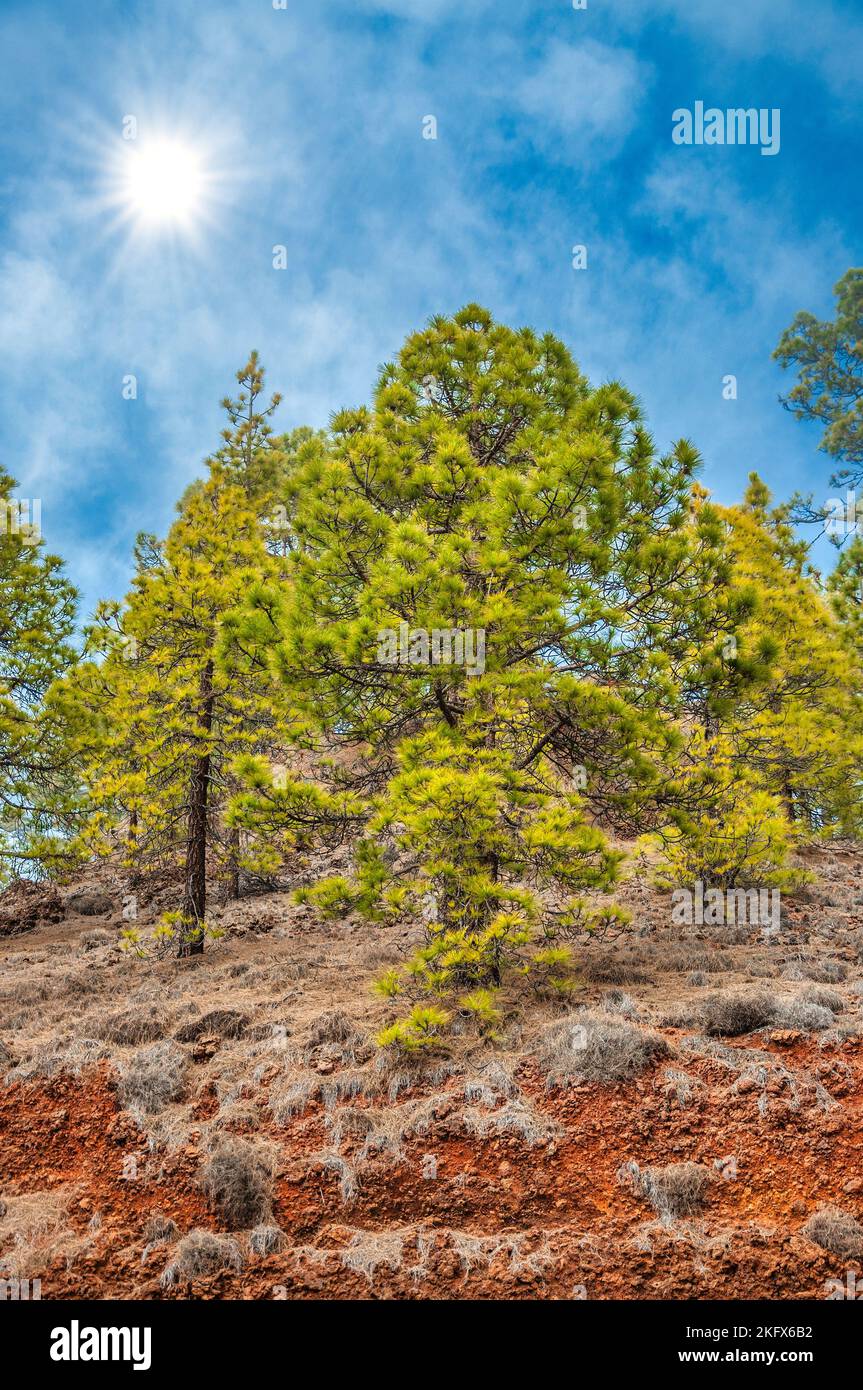Canarian pines, pinus canariensis in the Corona Forestal Nature Park ...