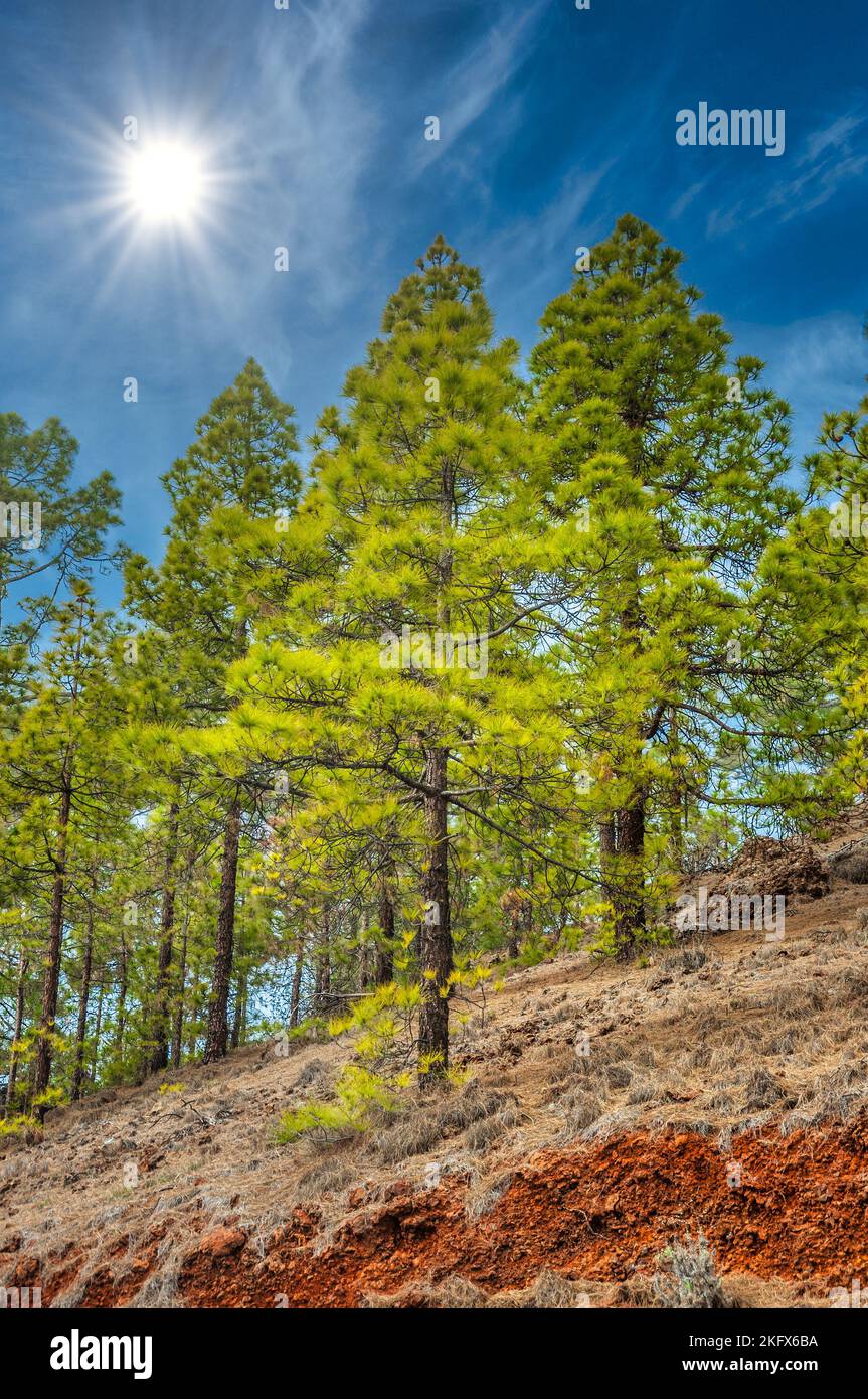 Canarian pines, pinus canariensis in the Corona Forestal Nature Park ...