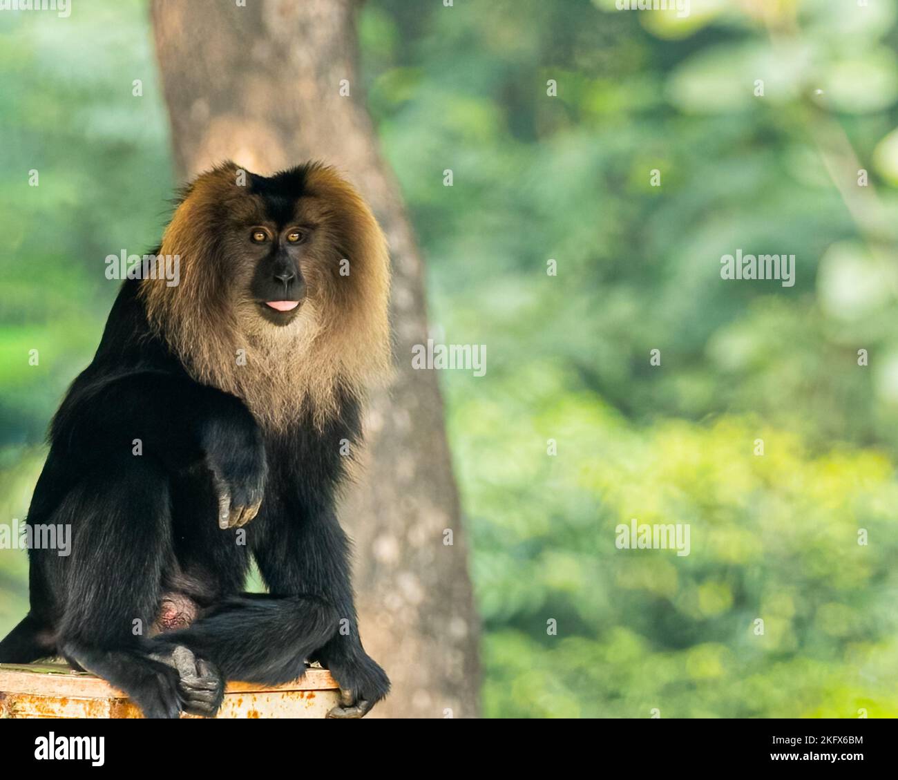 A Lion Head monkey sitting in a relax mood Stock Photo - Alamy