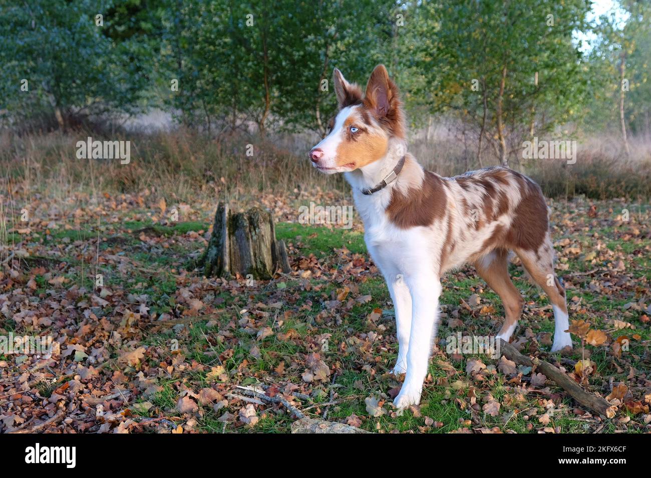 A tri colour red merle border collie five month old puppy, in the ...
