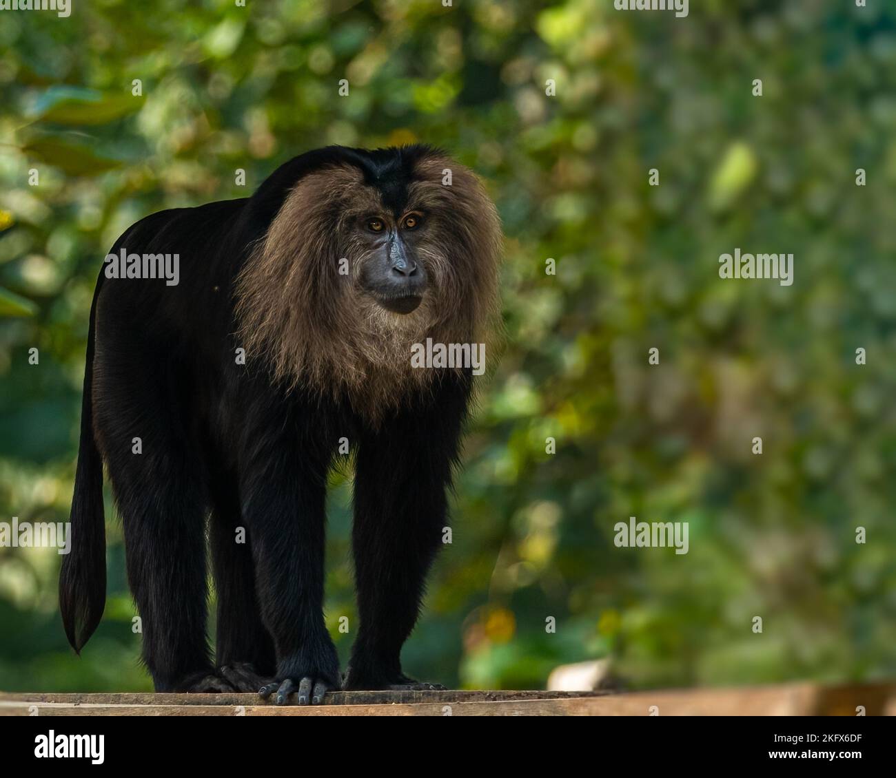 Lion posing for the camera hi-res stock photography and images - Alamy