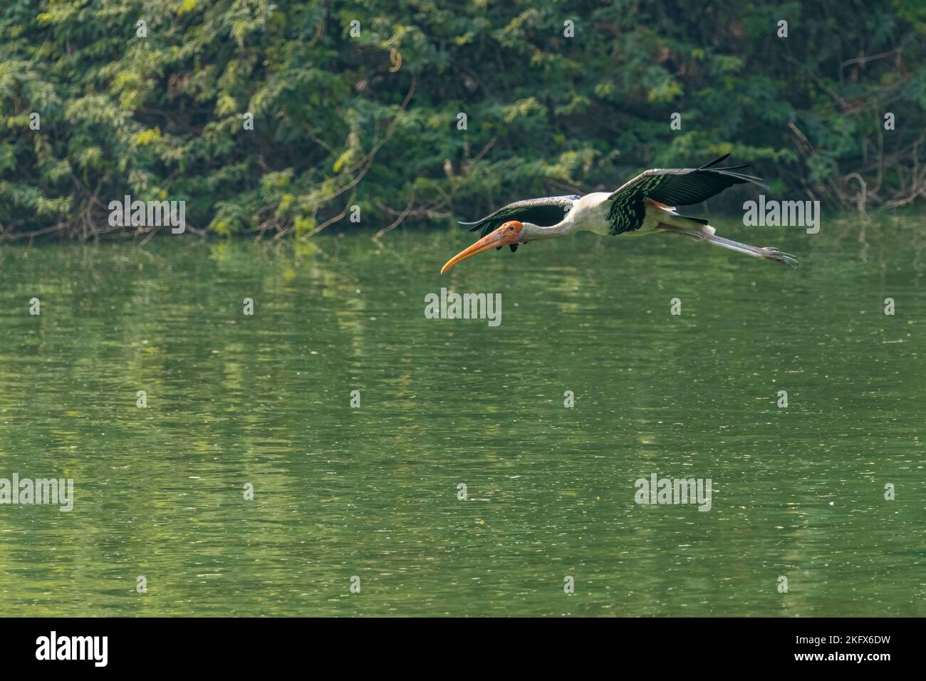 A Painted Stork in flight over a lake Stock Photo - Alamy