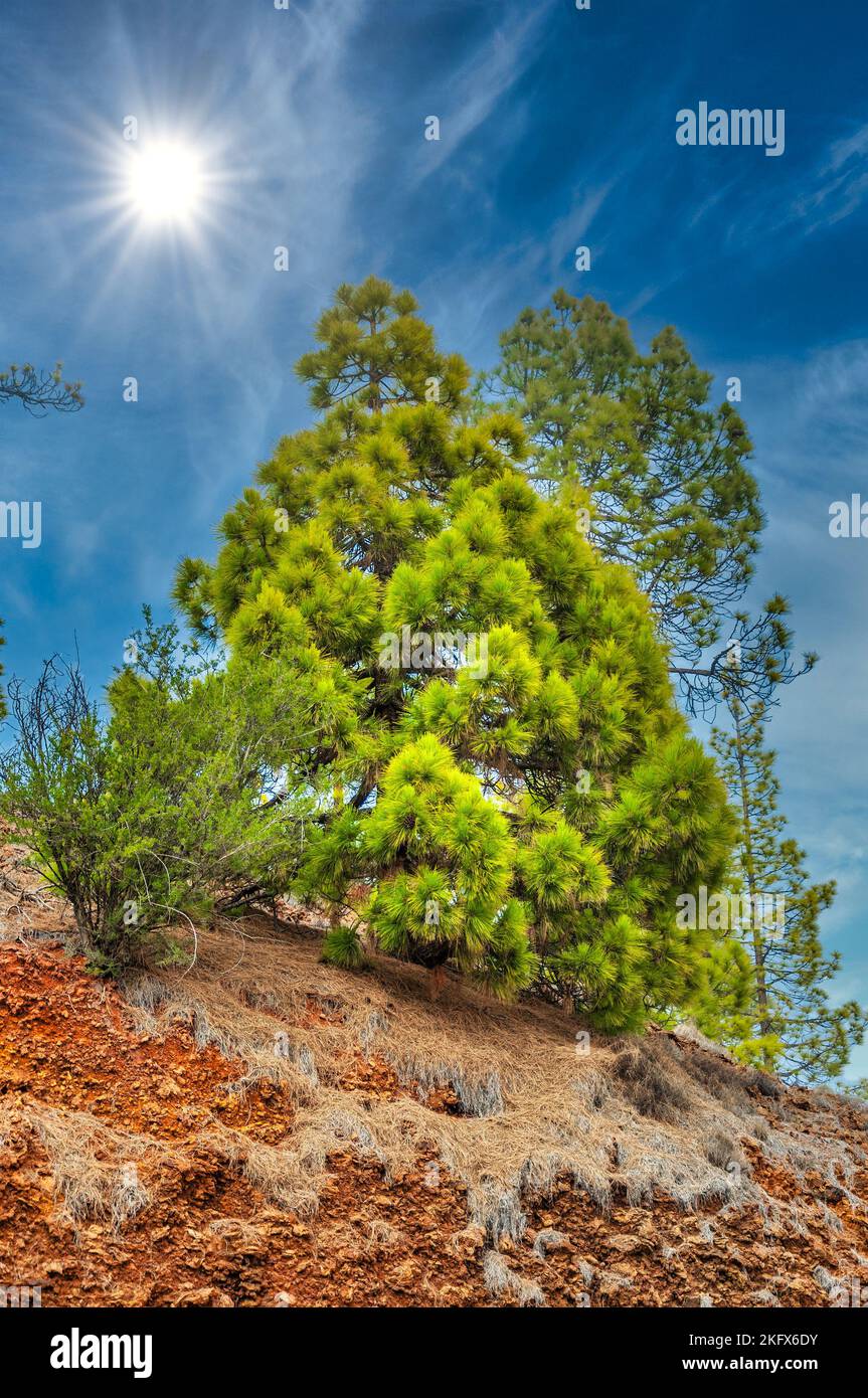 Canarian pine, pinus canariensis in the Corona Forestal Nature Park ...