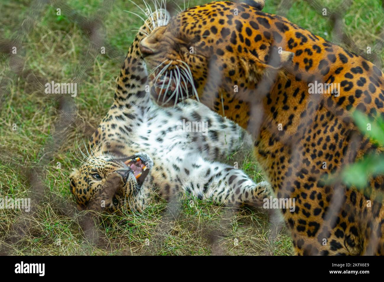 A Pair of Leopard got violent during mating Stock Photo - Alamy