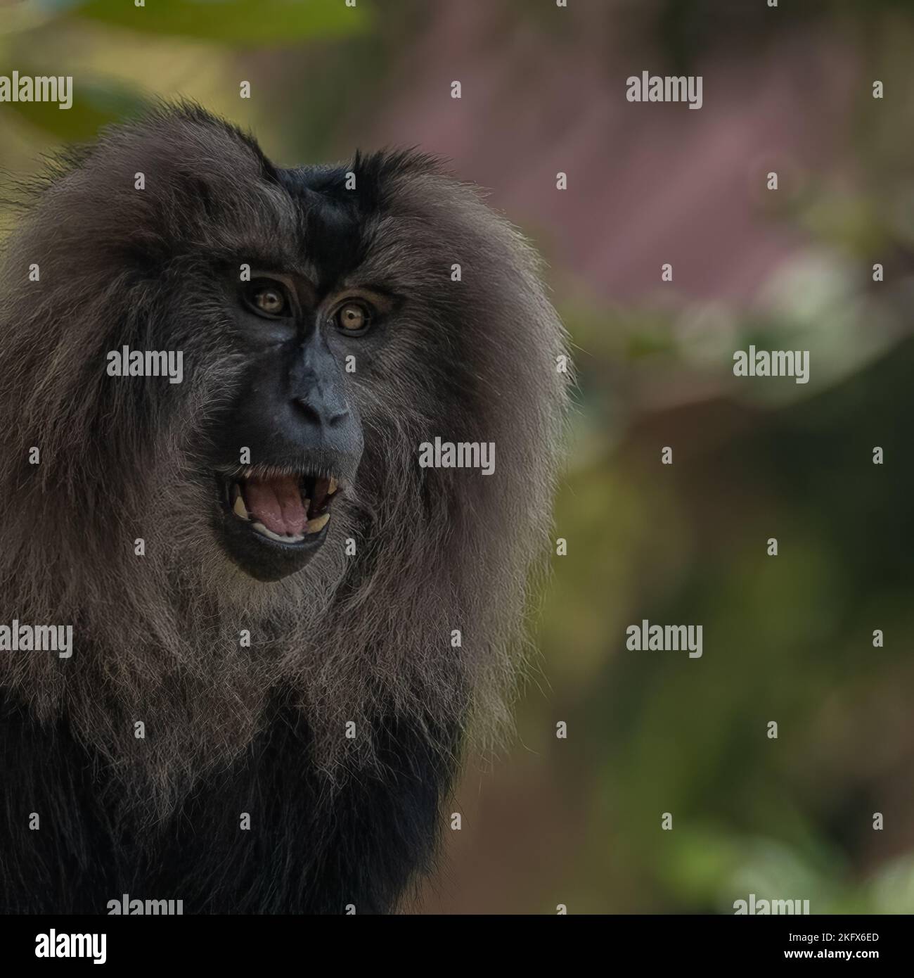 A Lion Head Monkey with open mouth to bite Stock Photo - Alamy