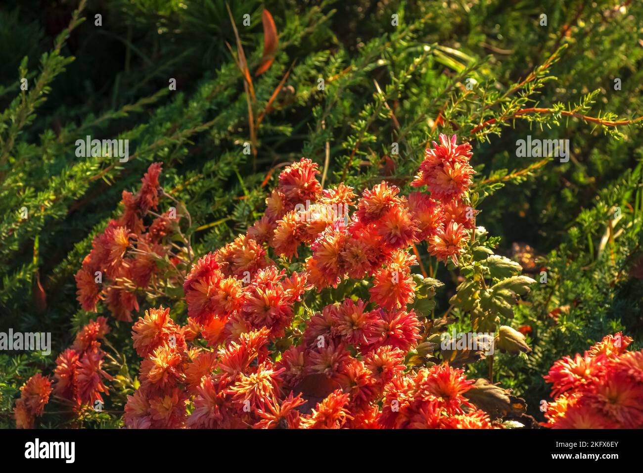 Chrysanthemum. Autumn Flowers. Beautiful Autumn pink, purple, violet ...