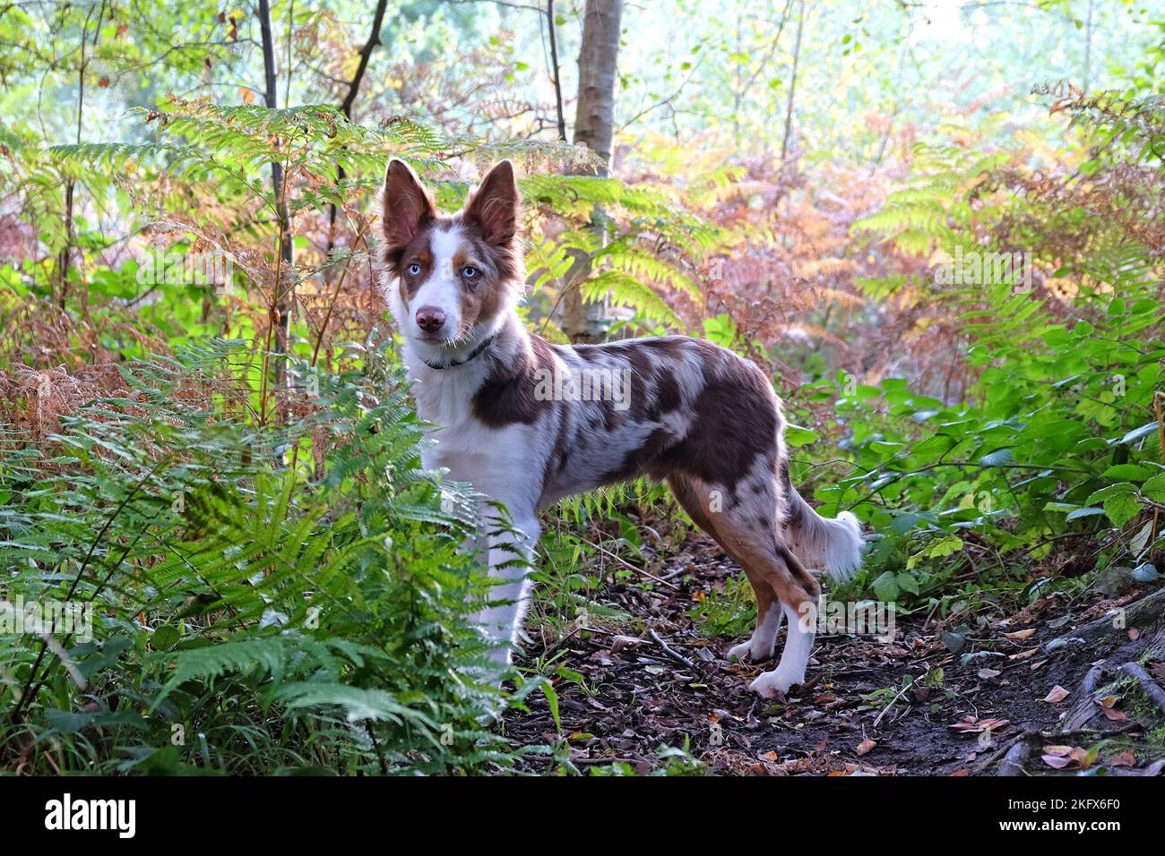 A tri colour red merle border collie five month old puppy, in the ...