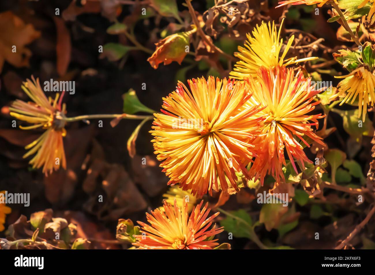 Chrysanthemum. Autumn Flowers. Beautiful Autumn pink, purple, violet ...