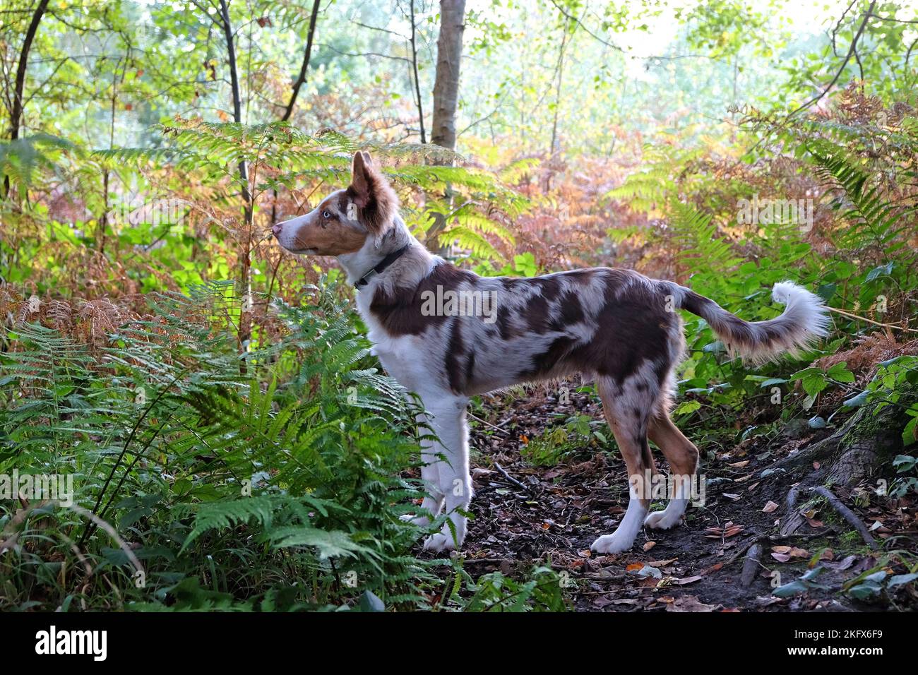 A tri colour red merle border collie five month old puppy, in the ...