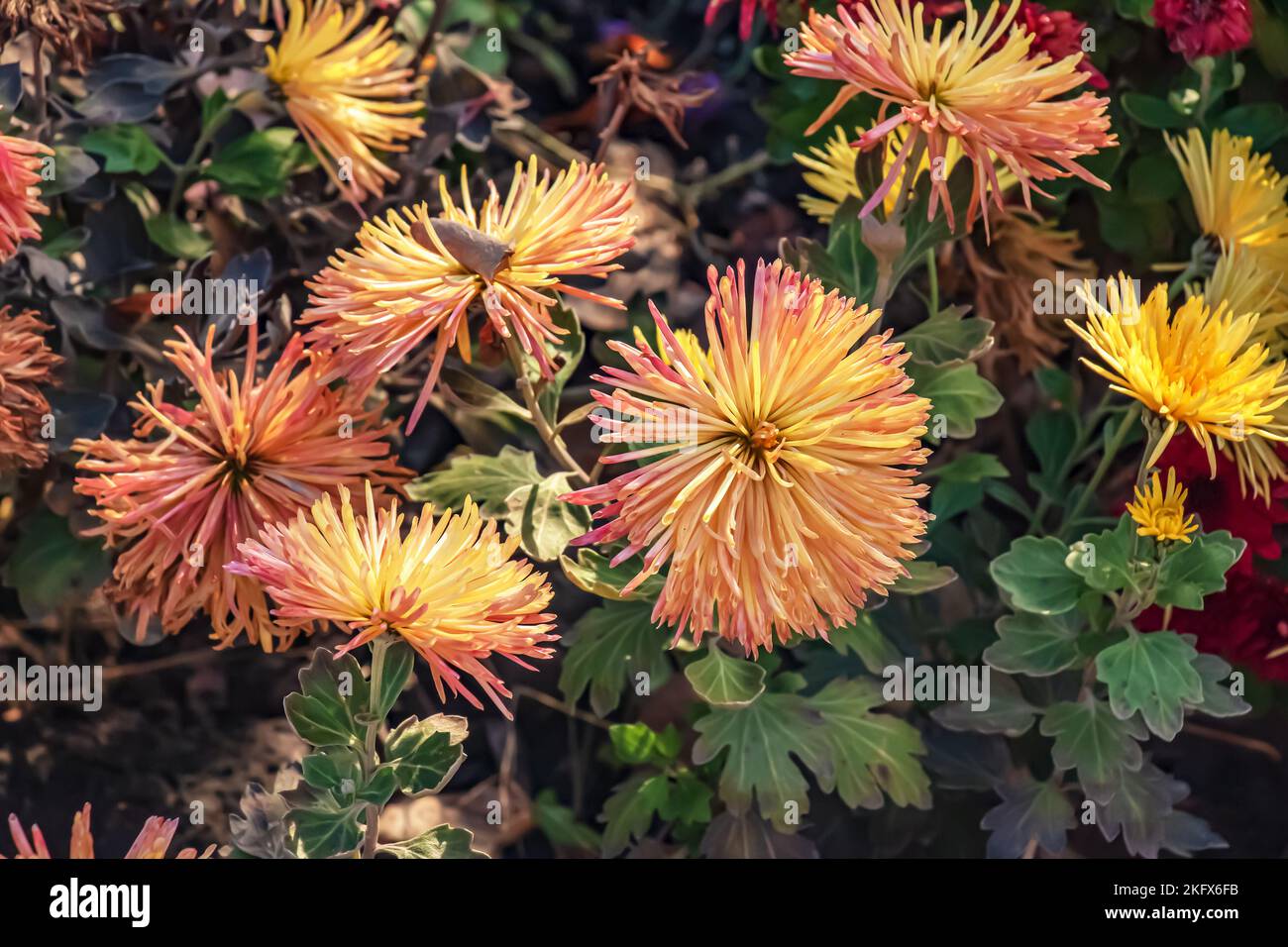 Chrysanthemum. Autumn Flowers. Beautiful Autumn pink, purple, violet ...