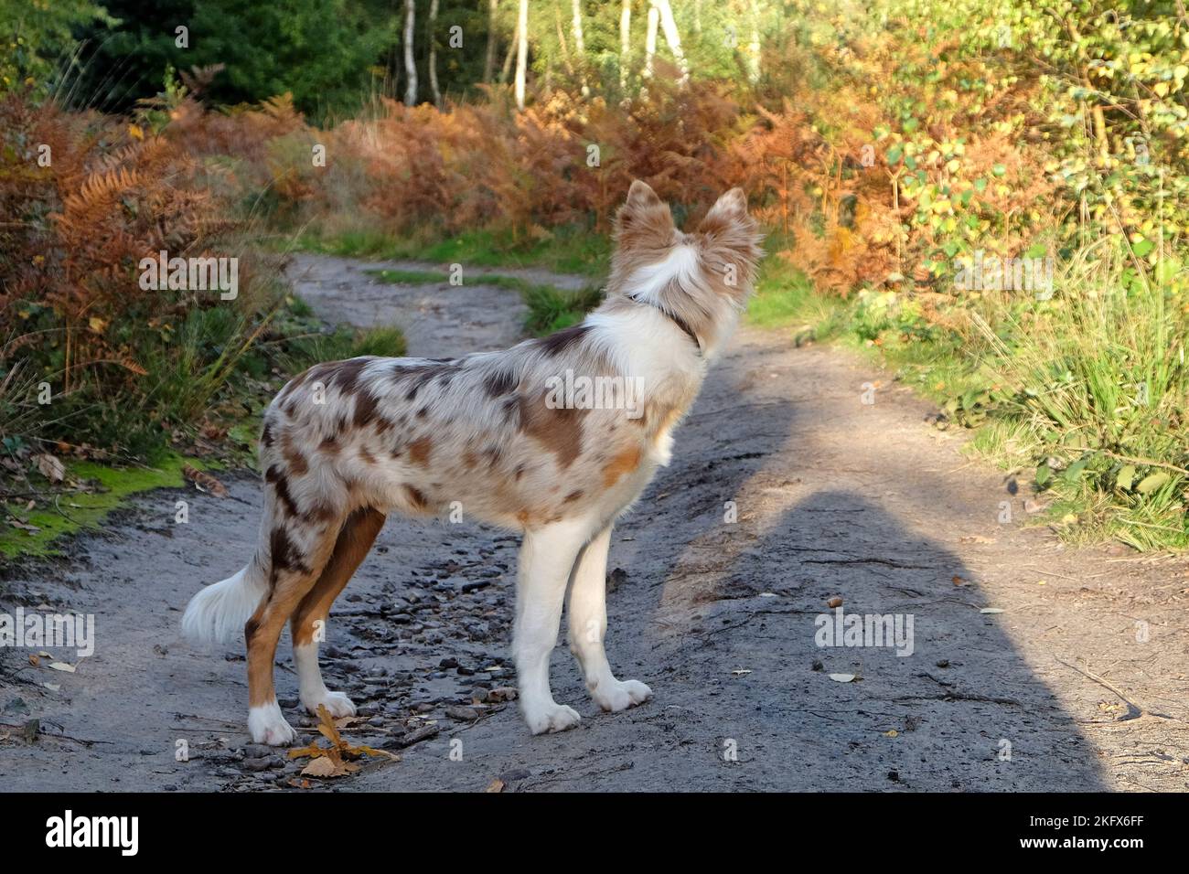 A tri colour red merle border collie five month old puppy, in the ...