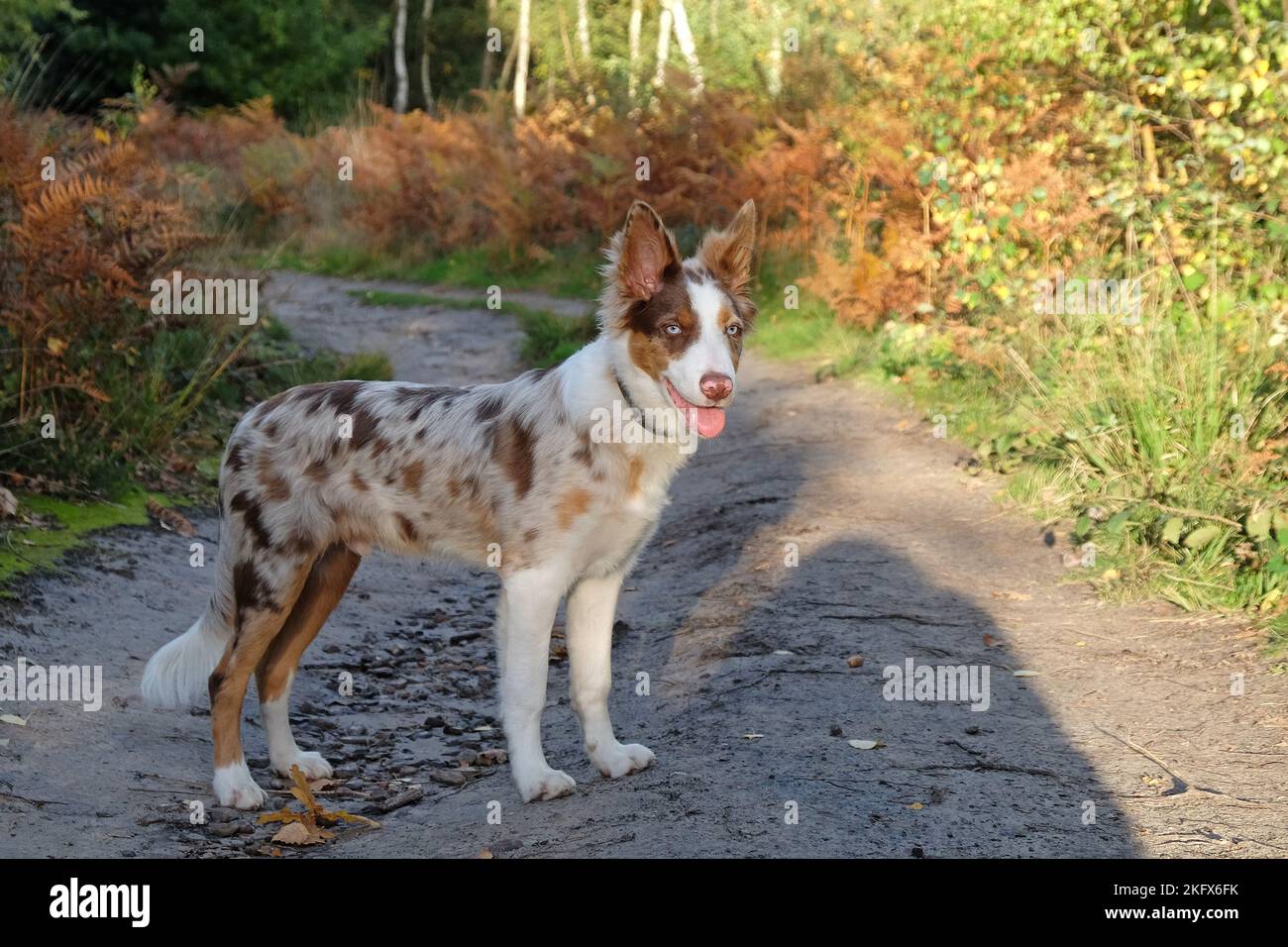 A tri colour red merle border collie five month old puppy, in the ...