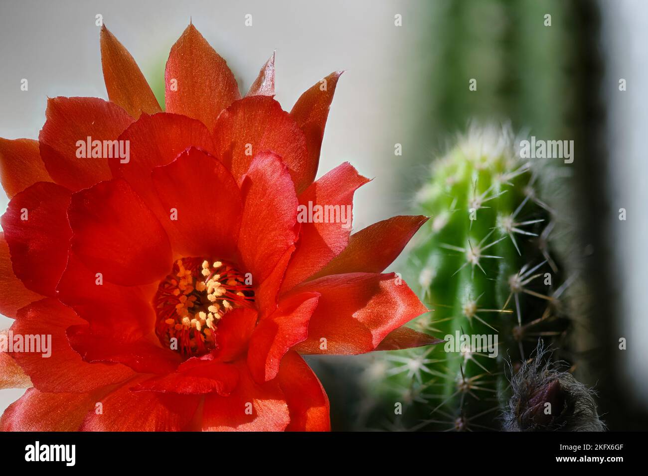 Miniature Red Furry Cactus Flower Stock Photo - Alamy