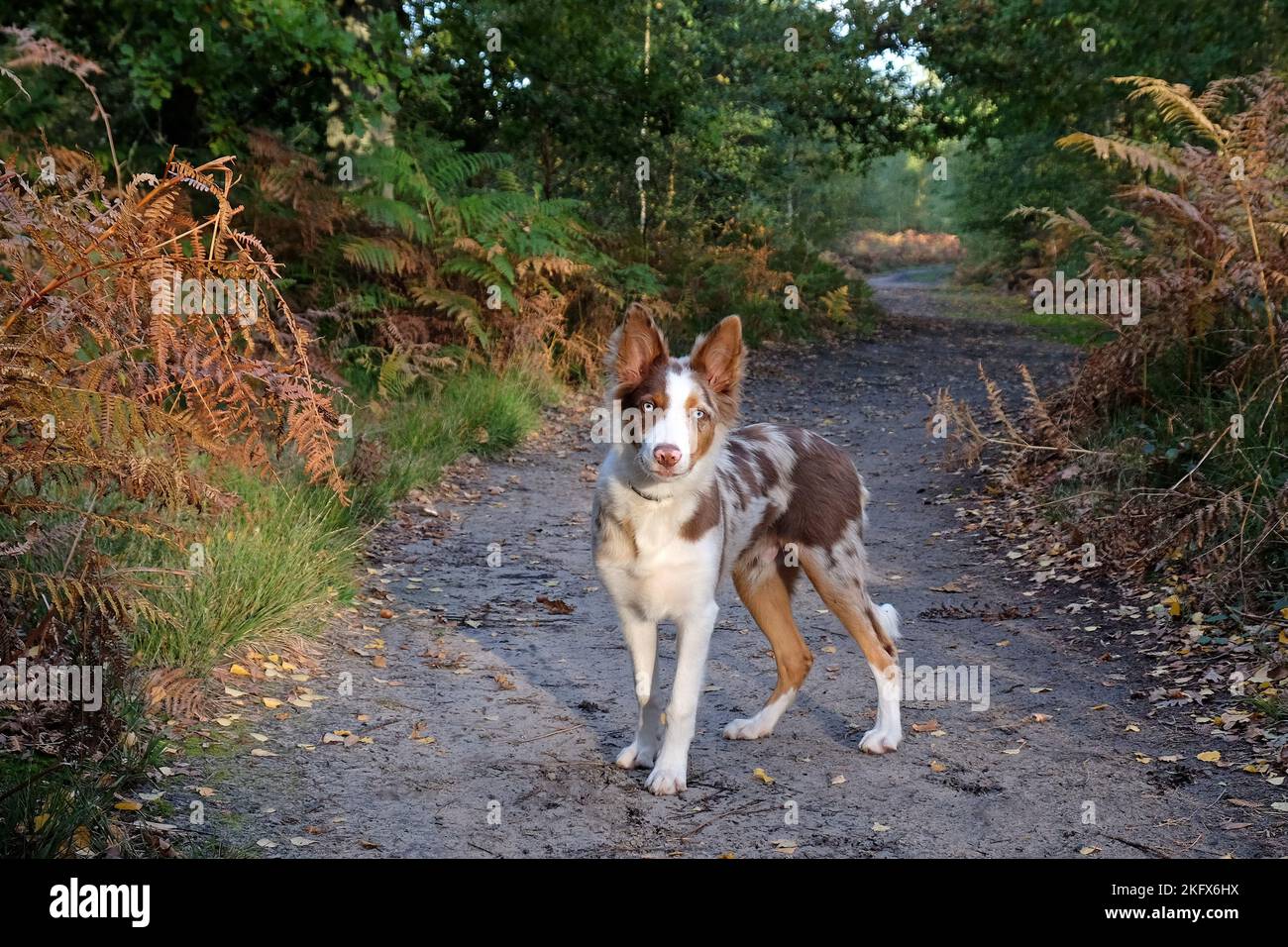 A tri colour red merle border collie five month old puppy, in the ...