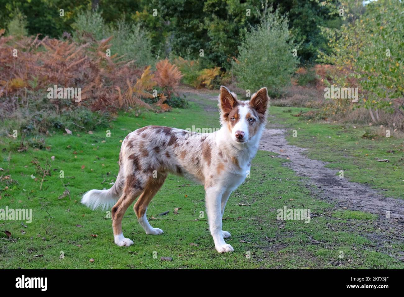 A tri colour red merle border collie five month old puppy, in the ...