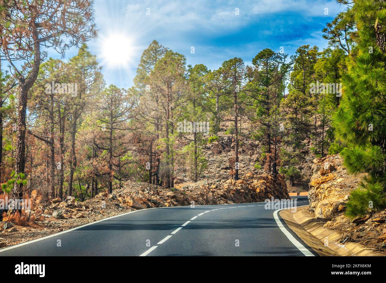 Road along the canarian pines in the Corona Forestal Nature Park ...