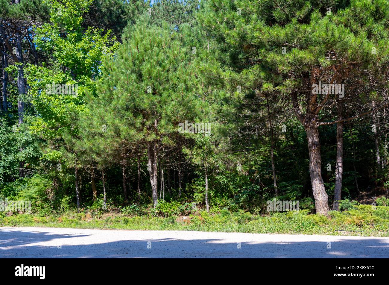 A beautiful shot of the lush nature in Ataturk Forest in Istanbul ...