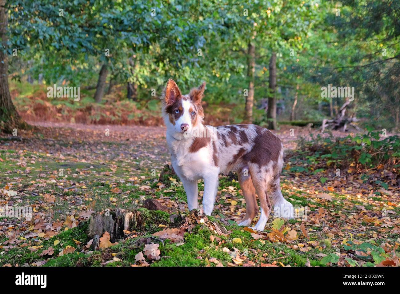 A tri colour red merle border collie five month old puppy, in the ...