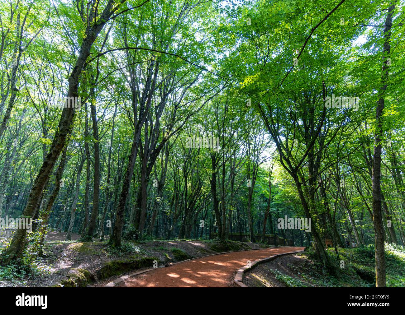 A walking trail through a lush green forest in Istanbul, Turkey Stock ...