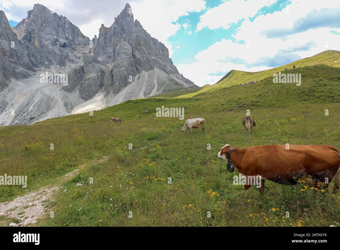 cow grazing in a high mountain meadow in summer Stock Photo - Alamy