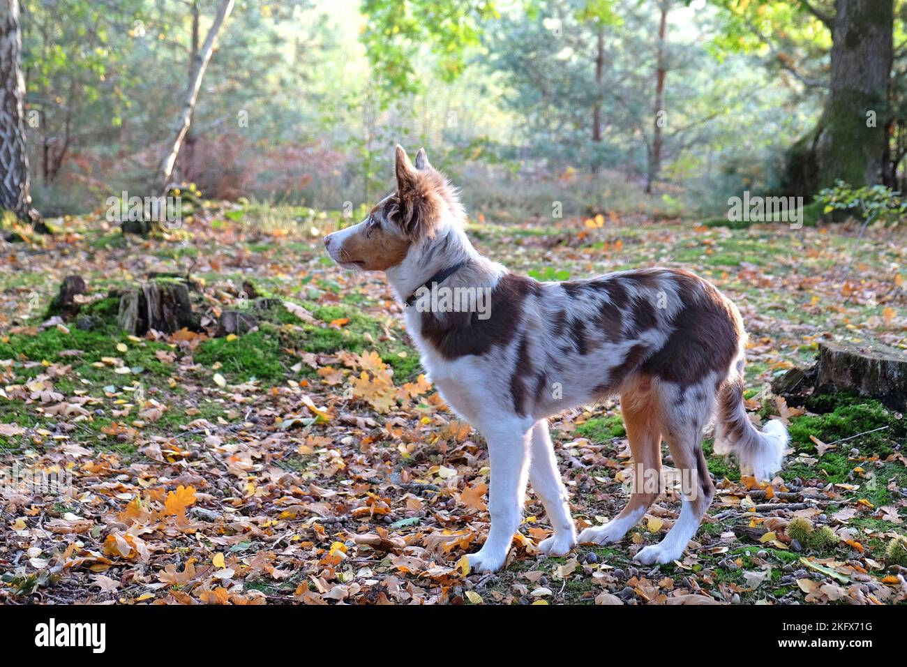 A tri colour red merle border collie five month old puppy, in the ...
