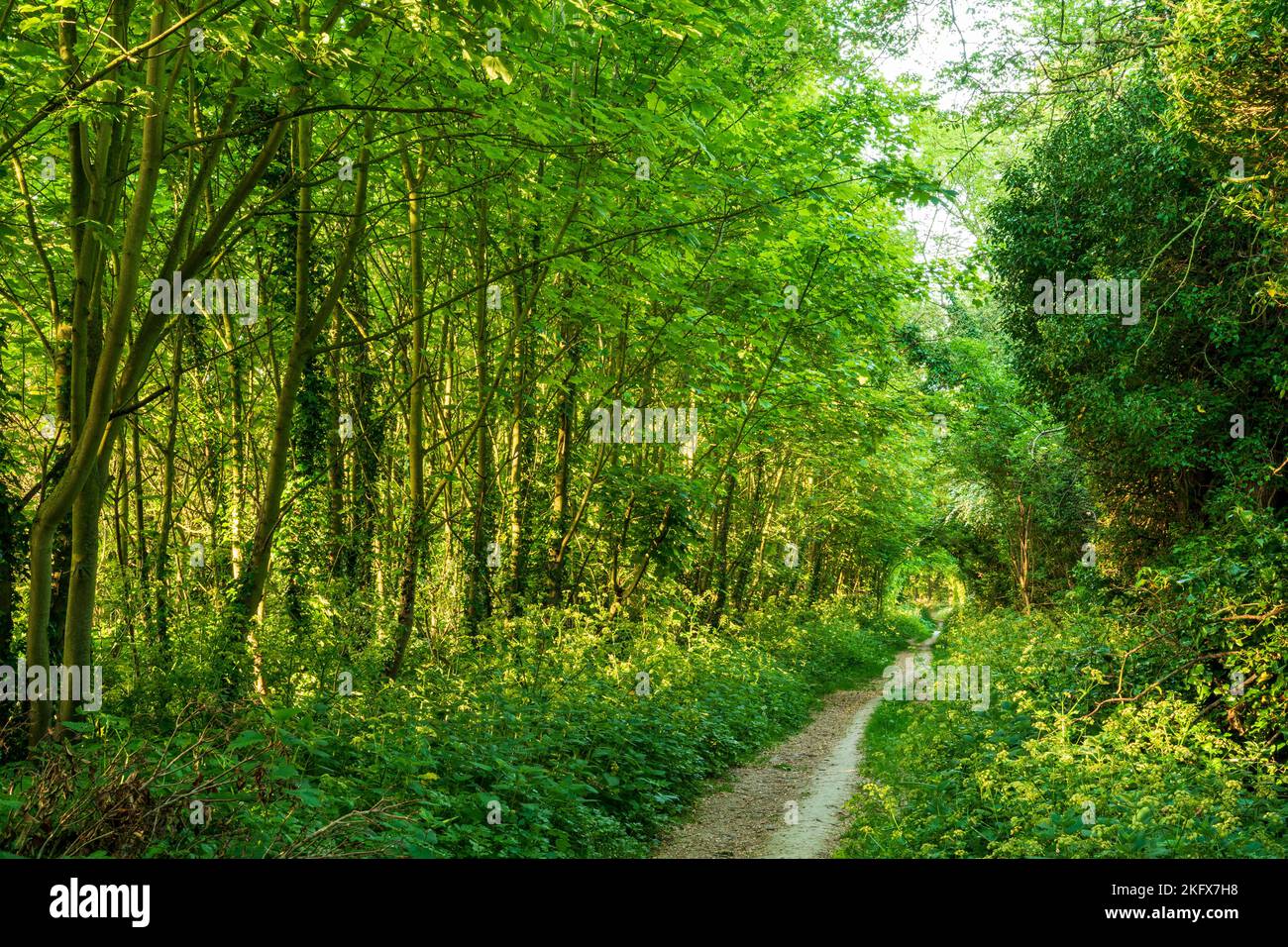 Small gravel and mud track through trees and undergrowth during the ...