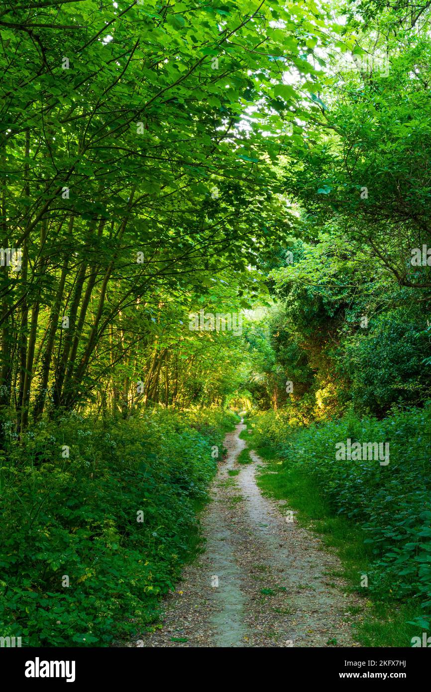 Small gravel and mud track through trees and undergrowth during the ...