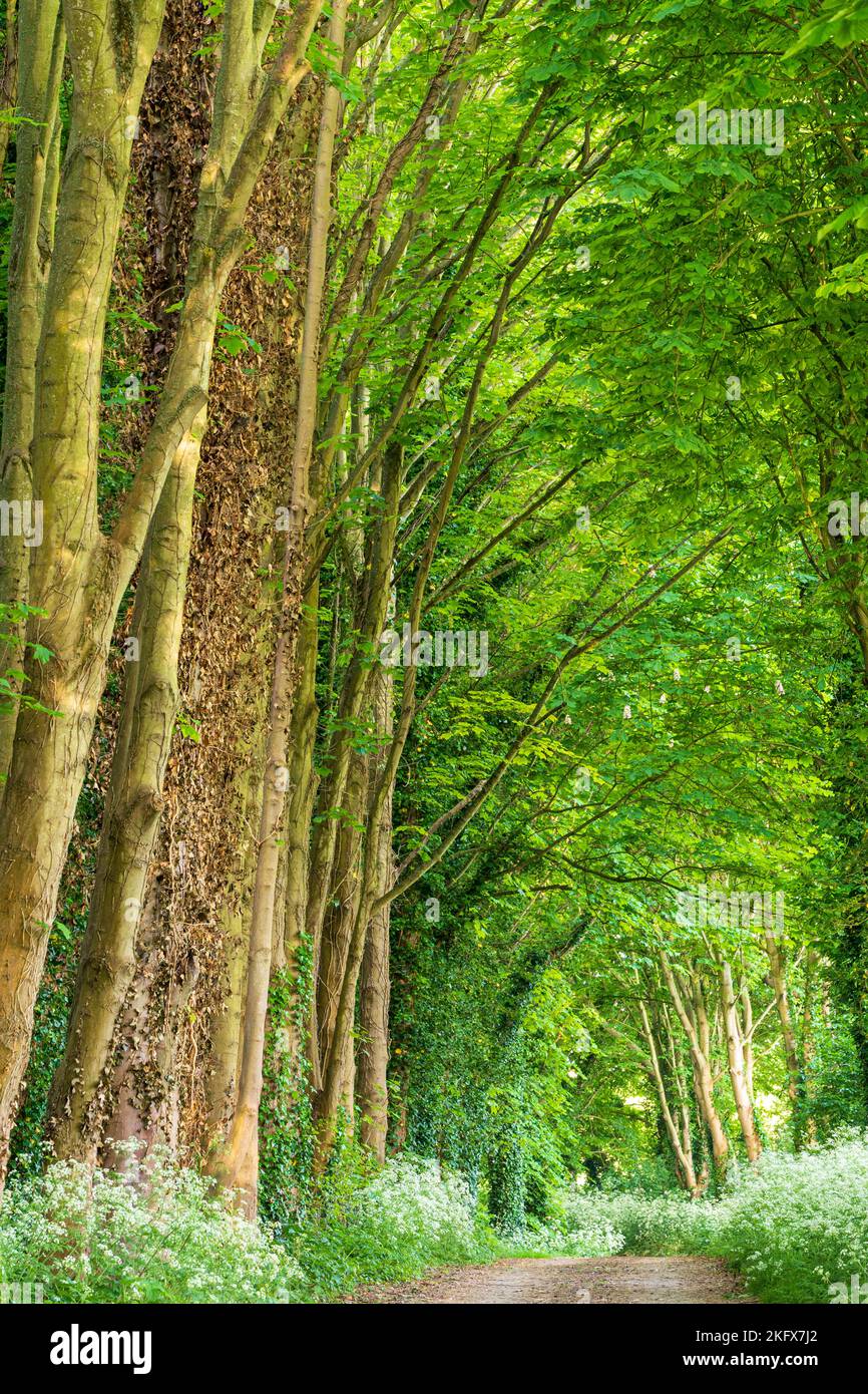 Track between two rows of very tall Lombardy Poplar trees, Italica ...