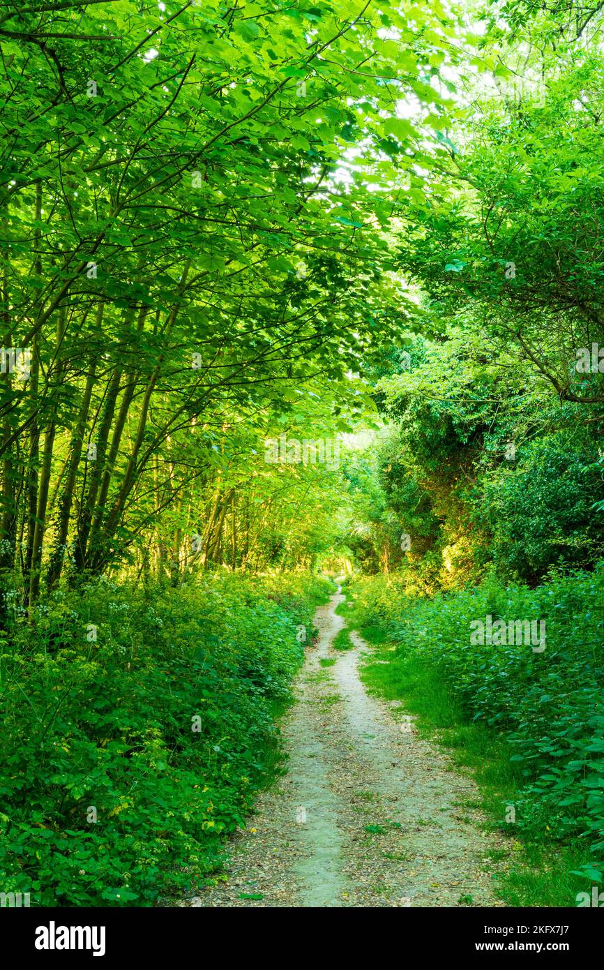 Small gravel and mud track through trees and undergrowth during the ...