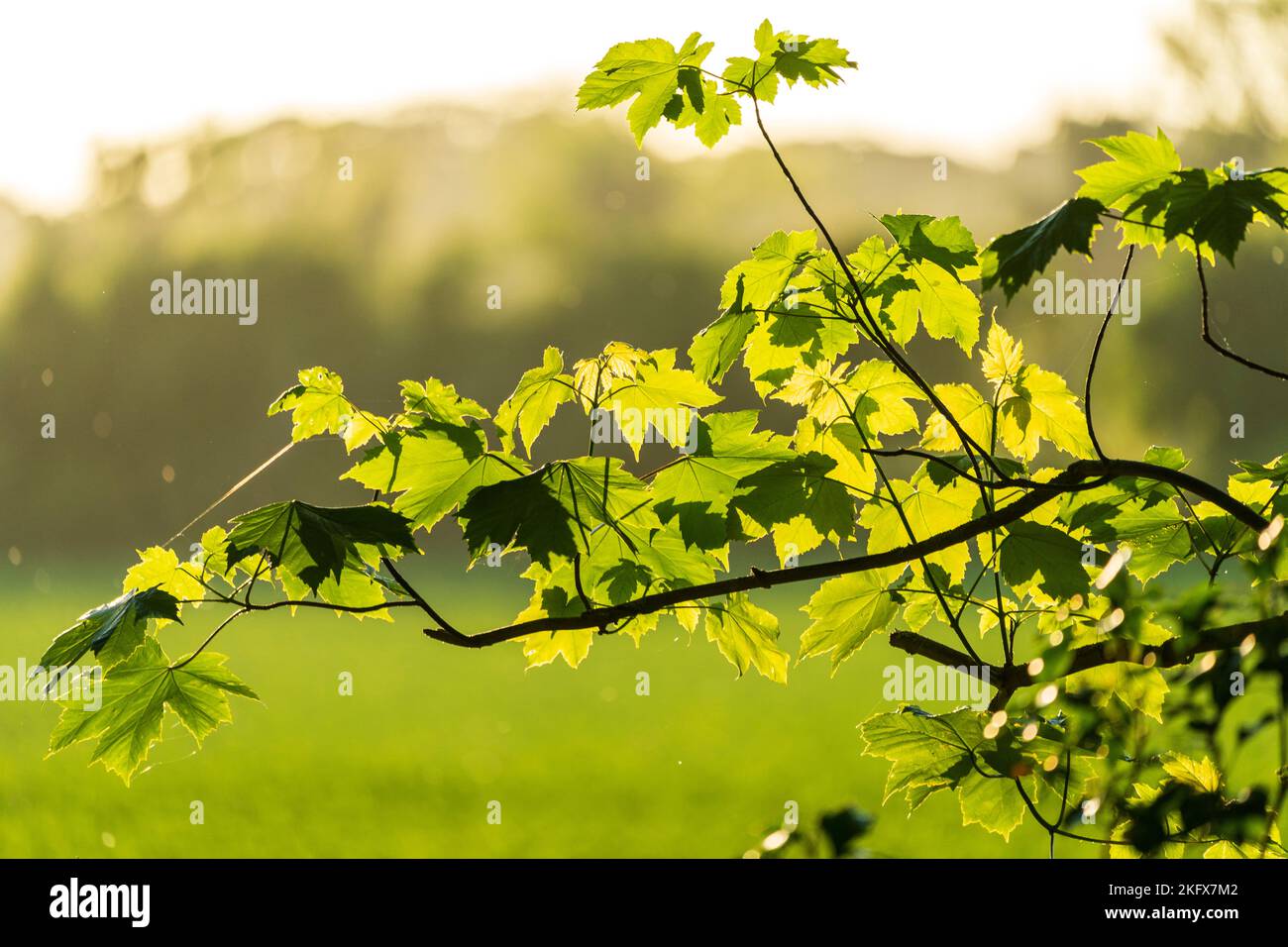 Close up of fresh green leaves on a branch of a lombardy popular tree ...