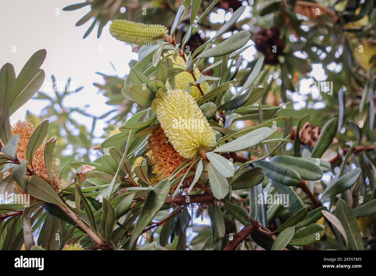 A closeup of yellow banksia flower on tree surrounded by green leaves ...