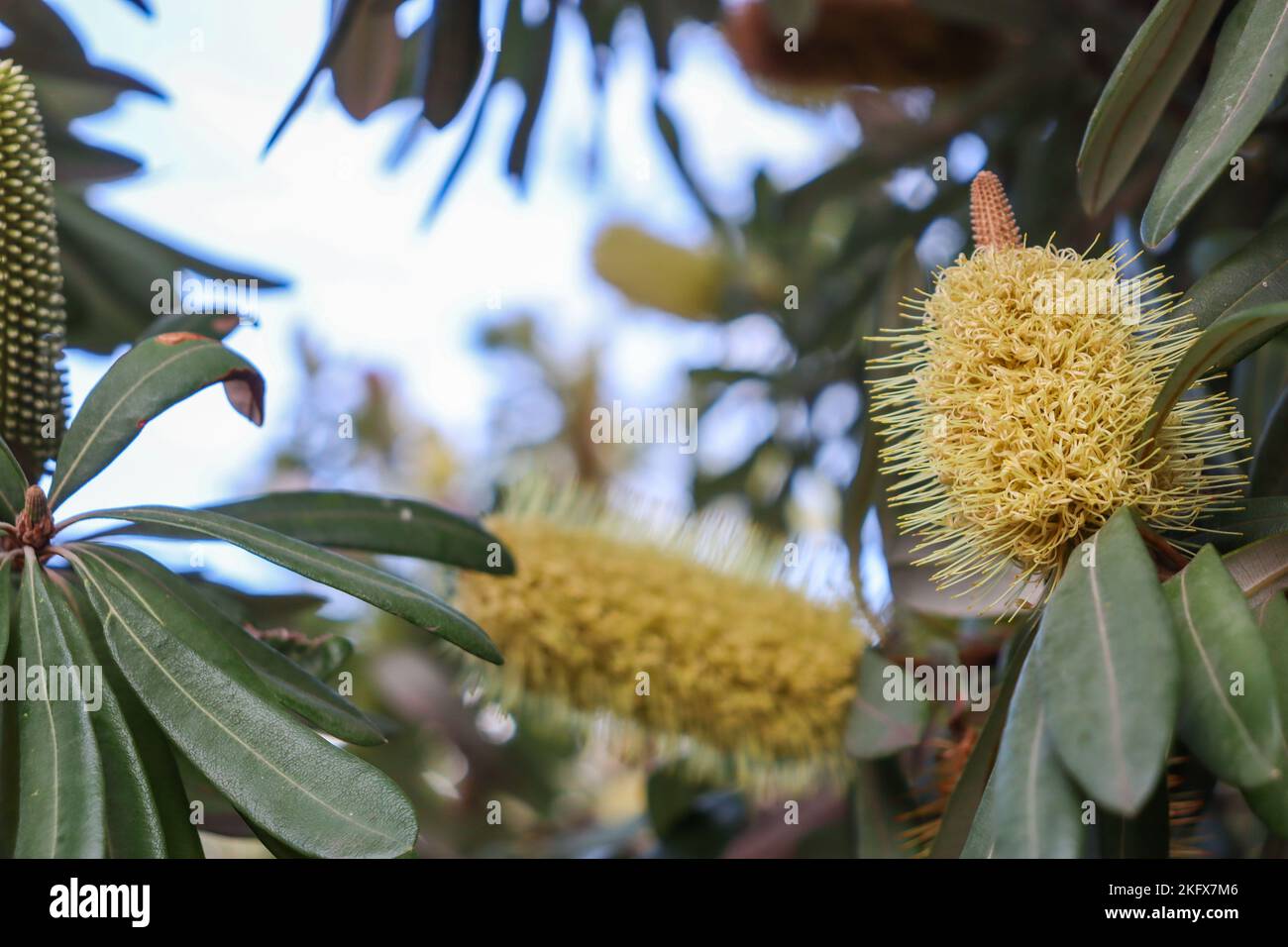 A closeup of yellow banksia flower on tree surrounded by green leaves ...
