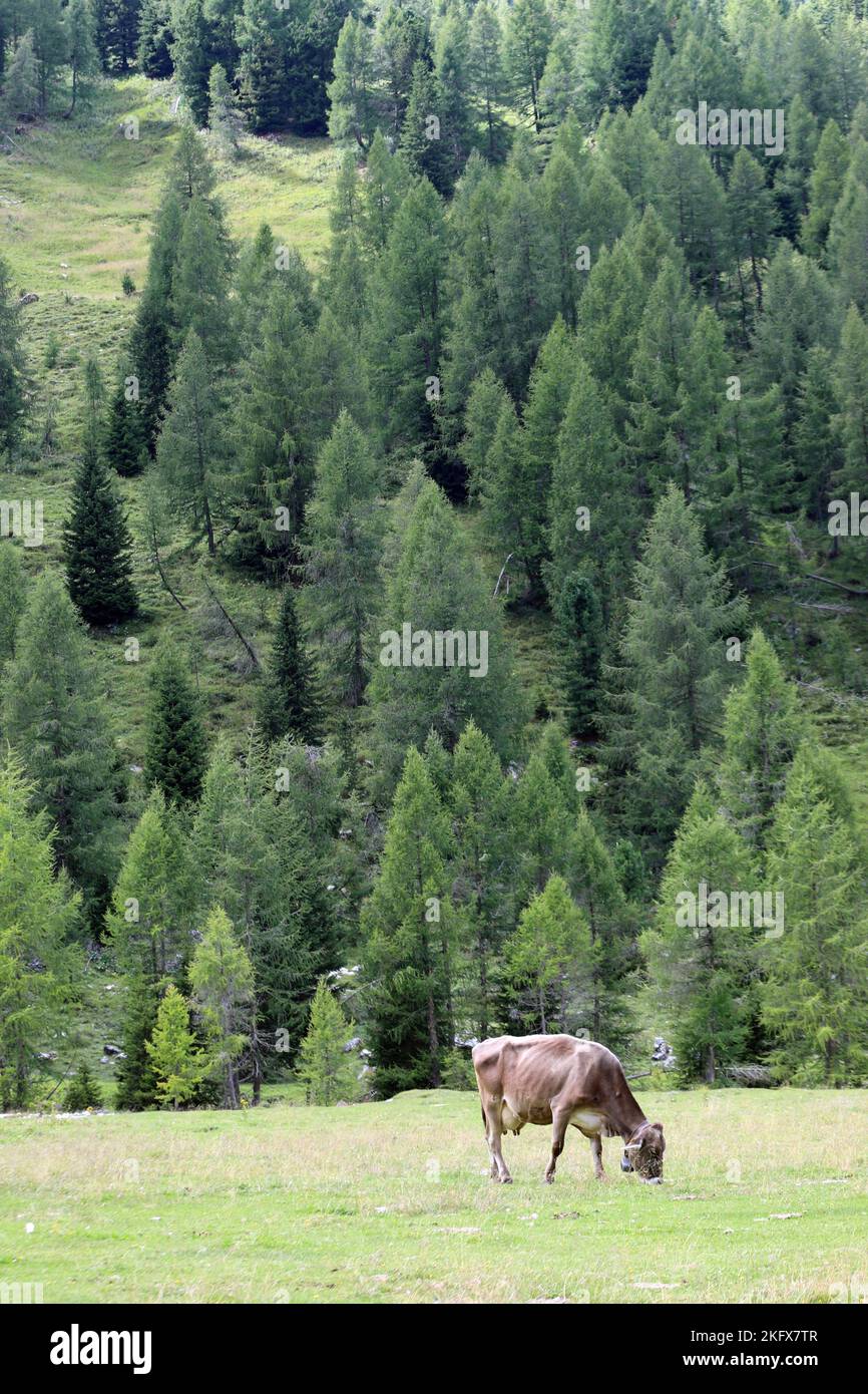 cow grazing in a high mountain meadow in summer Stock Photo - Alamy