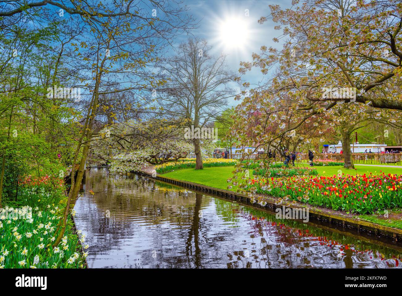 A blooming apple tree near the river in Keukenhof park, Lisse, Holland ...