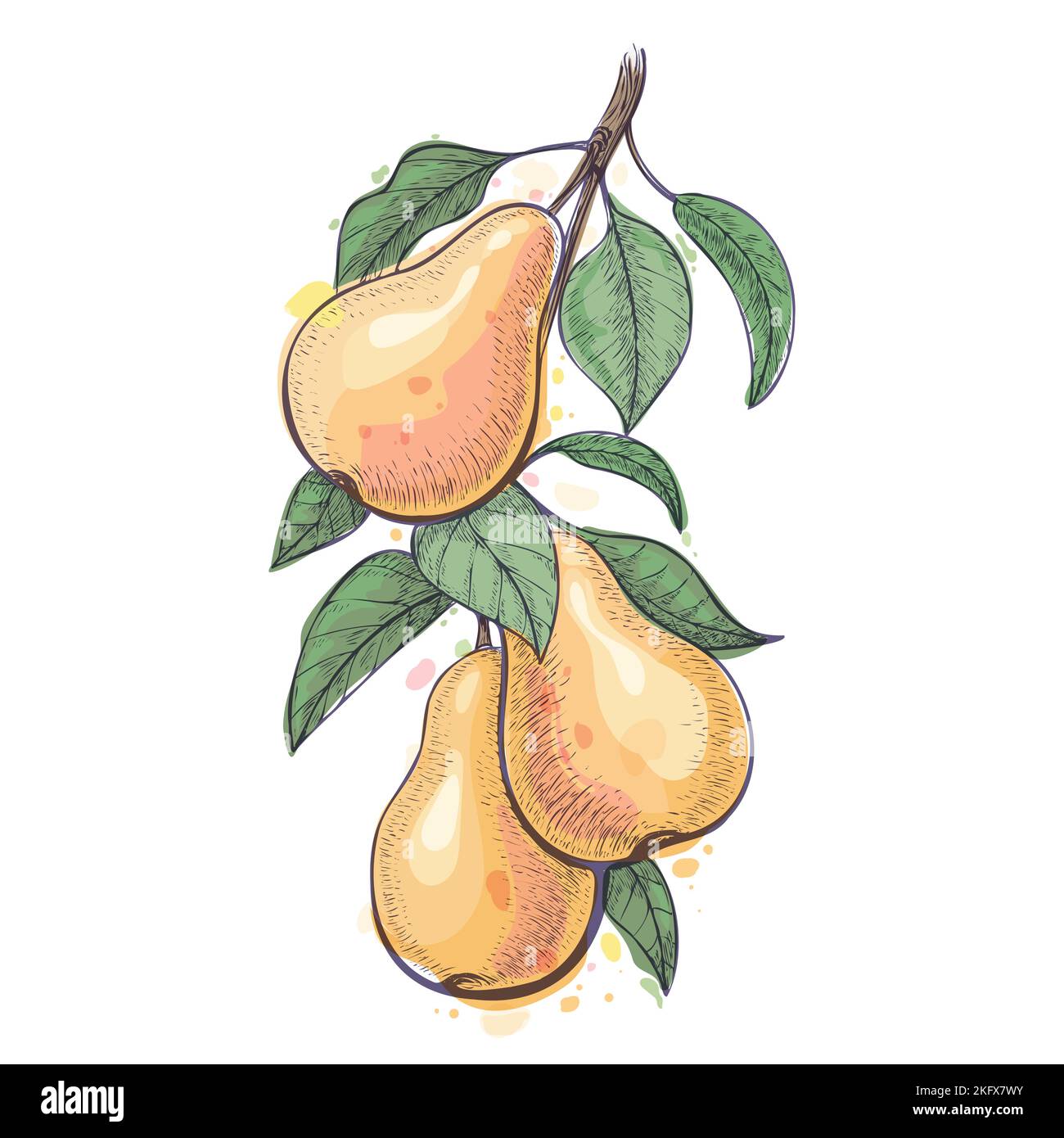 Pear tree leaves Stock Vector Images - Alamy