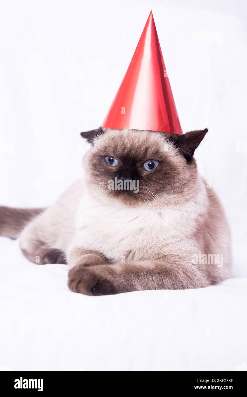 Red cat new year hi-res stock photography and images - Alamy