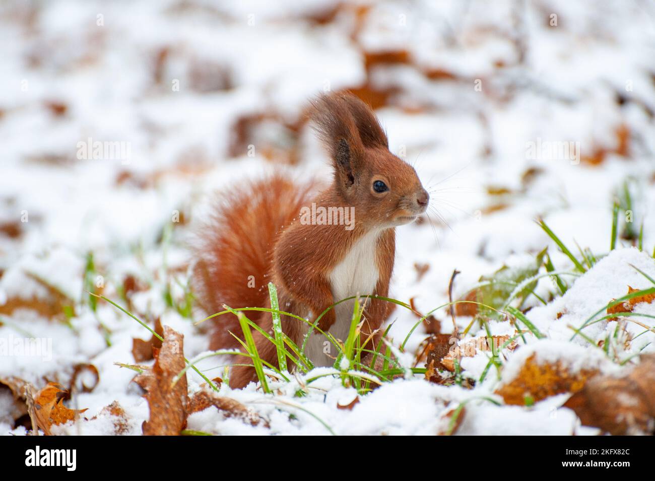 Red squirrel in the winter forest close-up Stock Photo - Alamy