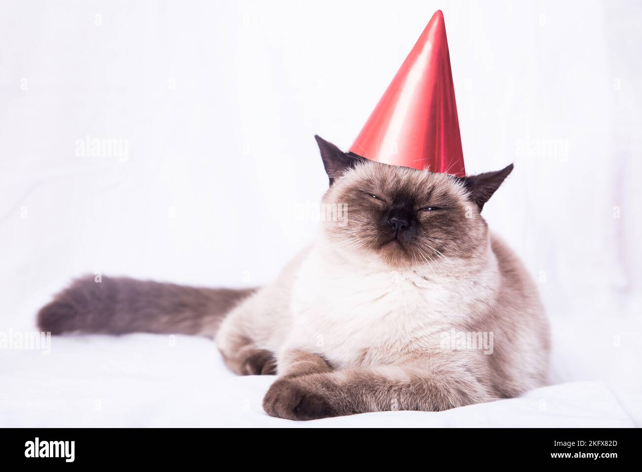 happy new year with cat Stock Photo - Alamy