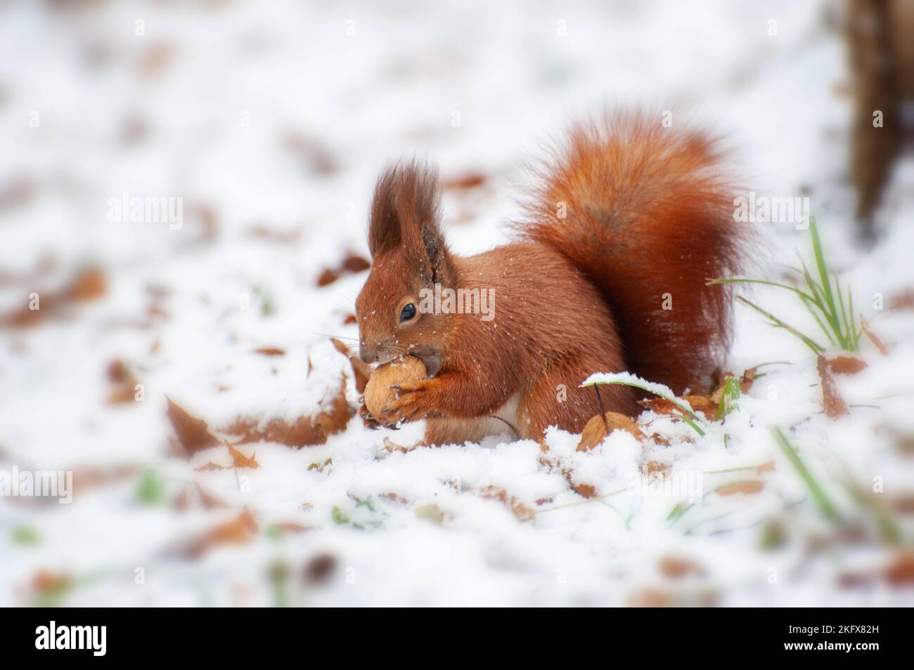 Eurasian red squirrel sciurus vulgaris sitting in the snow hi-res stock ...