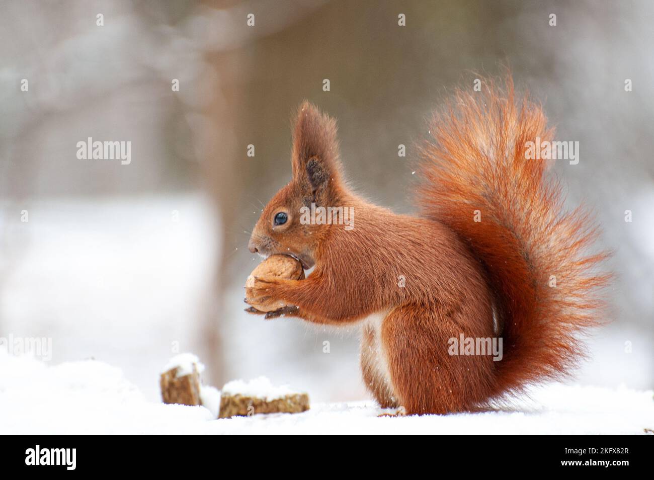 Red squirrel in the winter forest close-up Stock Photo - Alamy