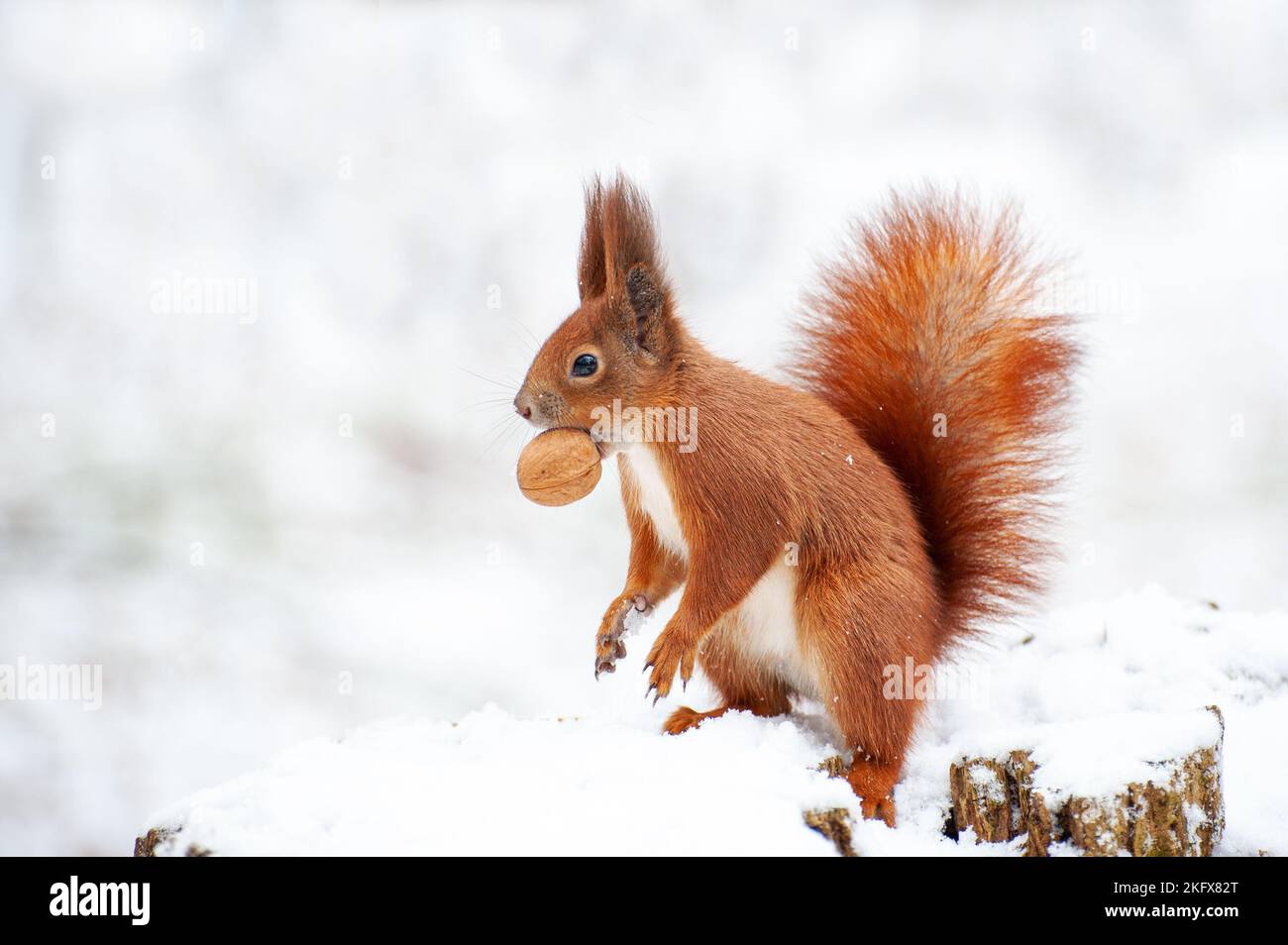 Red squirrel in the winter forest close-up Stock Photo - Alamy