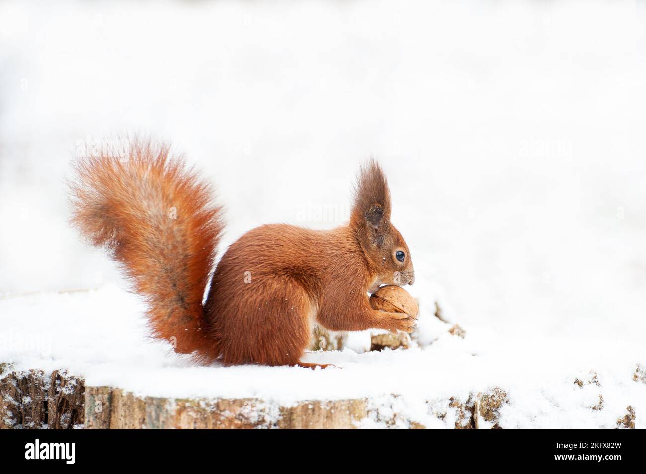 Red squirrel in the winter forest close-up Stock Photo - Alamy