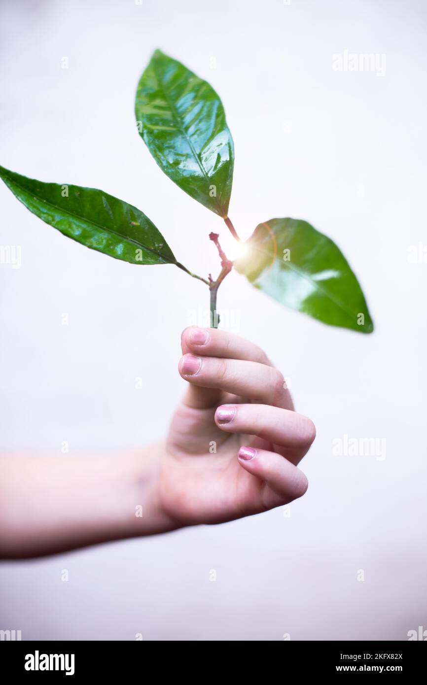 Child plant sapling hi-res stock photography and images - Alamy