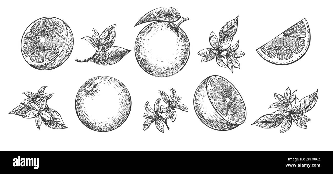 Juicy orange citrus plant Black and White Stock Photos & Images - Alamy