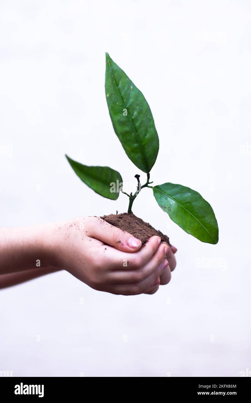 child hold sapling growing Stock Photo - Alamy