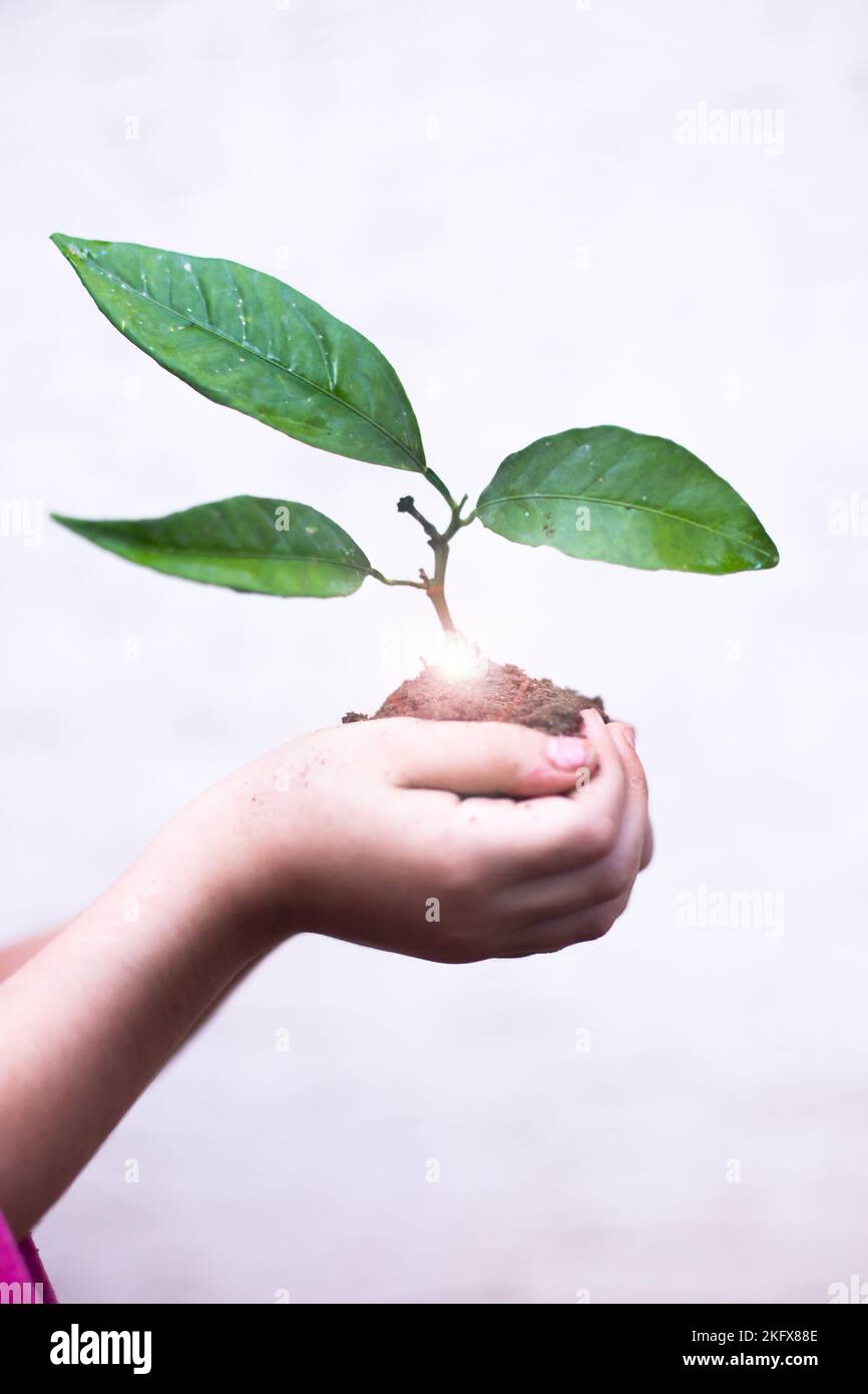 child hold sapling growing Stock Photo - Alamy