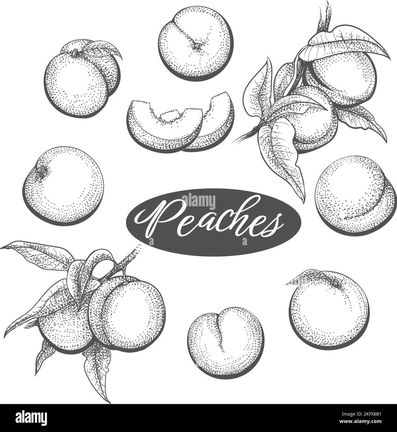 Peaches Engraving Illustration Stock Vector Image And Art Alamy